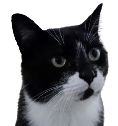 Pumpkin's Purrfect...